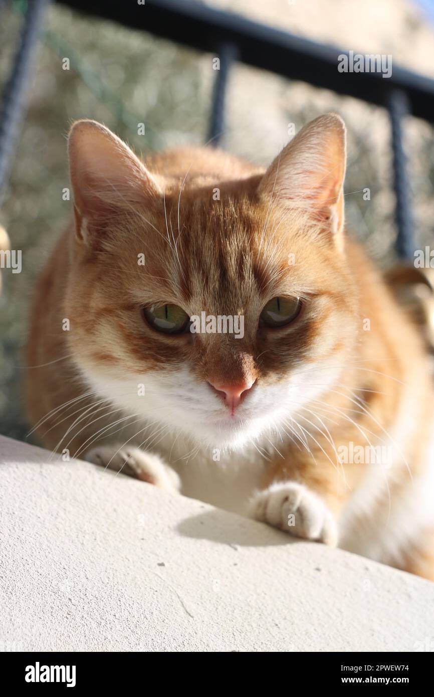 Cat looking straight into the camera Stock Photo - Alamy