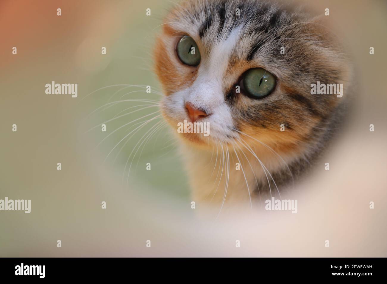 Cartoon illustration cat looking angry hi-res stock photography and ...