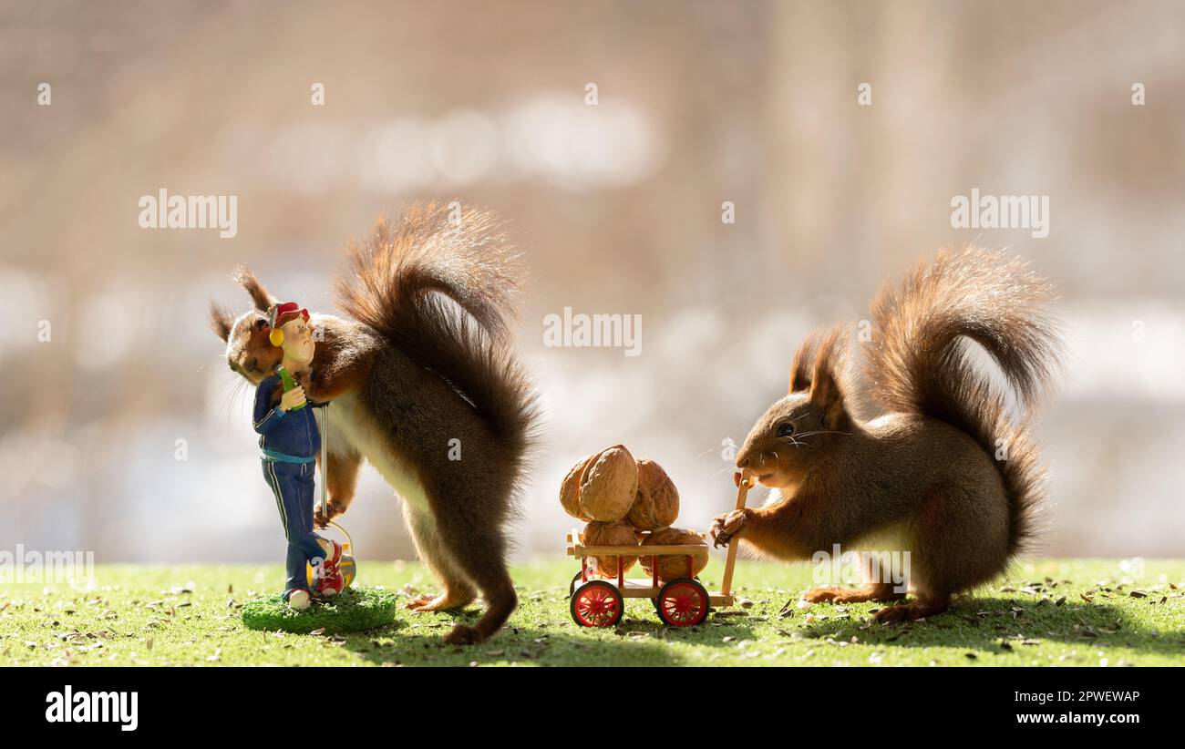 Red squirrel beer hi-res stock photography and images - Alamy