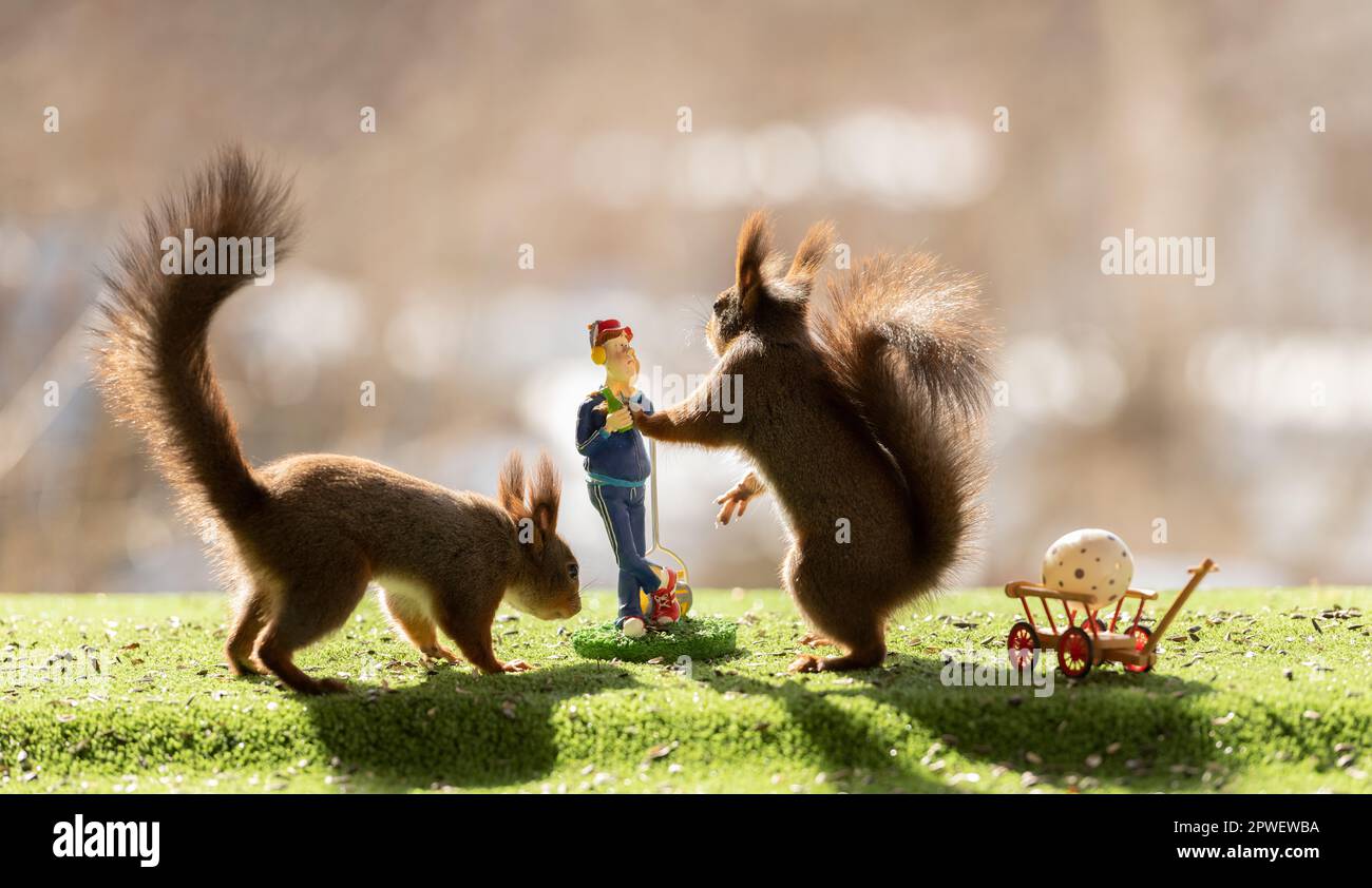 red squirrels standing with a mini toy mand and wagon Stock Photo - Alamy