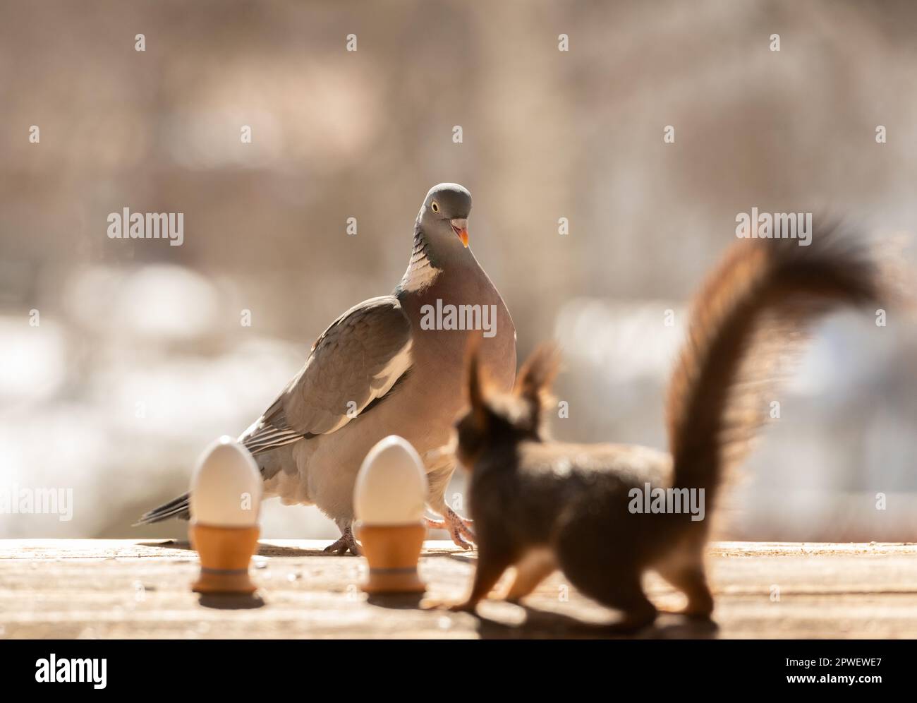 Columba palumbus egg hi-res stock photography and images - Alamy