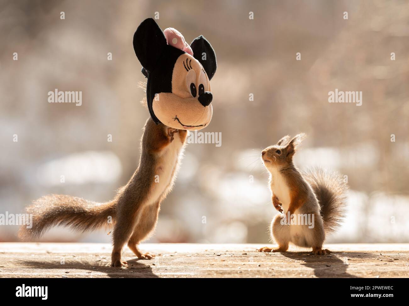 red squirrels standing with a mini toy mask Stock Photo - Alamy