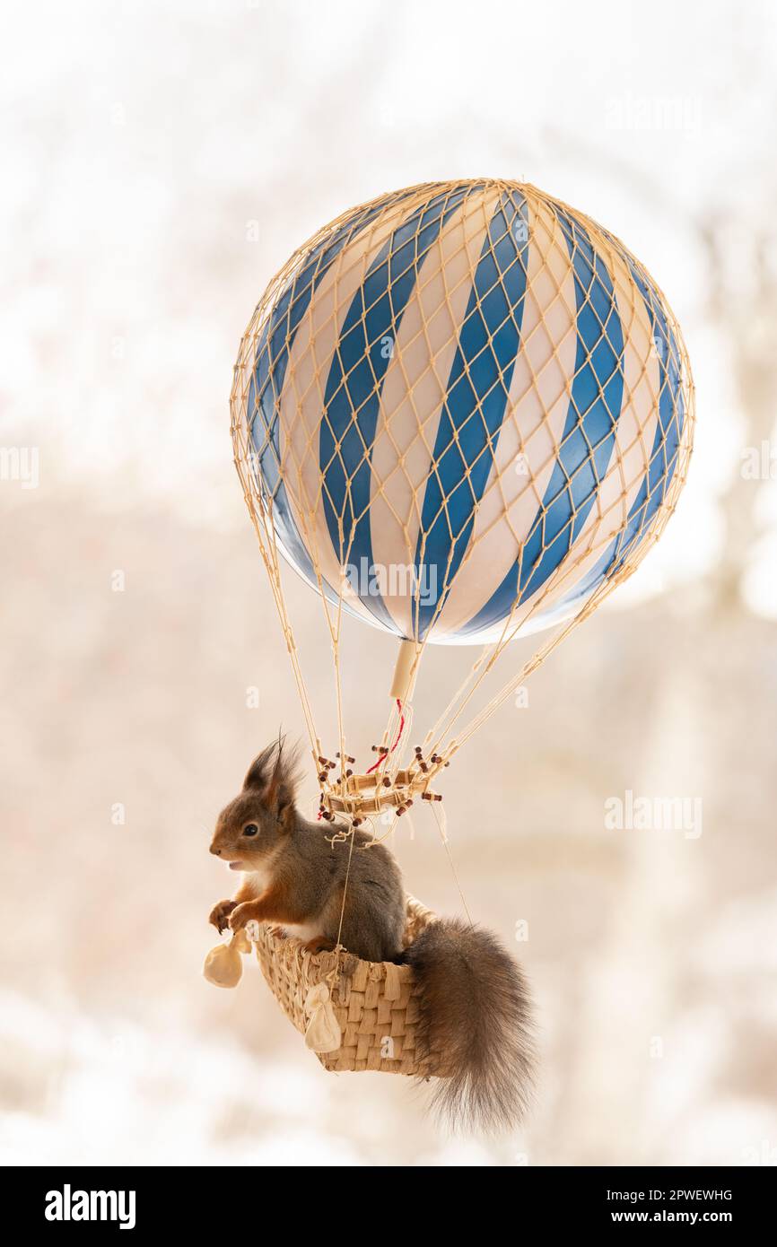 Red squirrel is standing in a balloon Stock Photo - Alamy