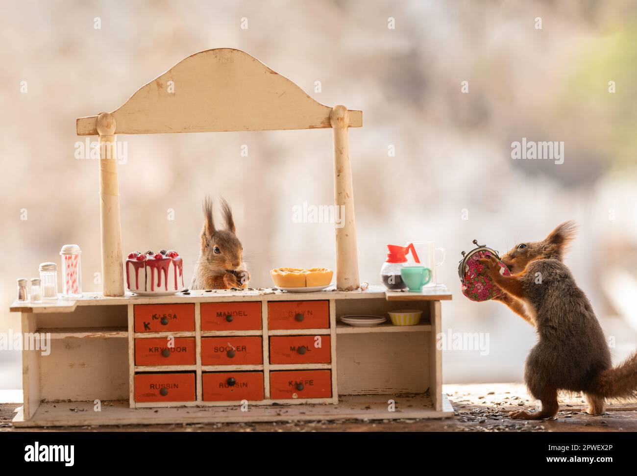 Red Squirrels in a restaurant Stock Photo - Alamy