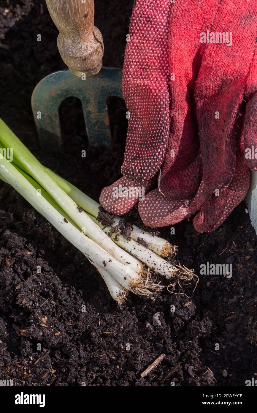 Spring onion garden container hi-res stock photography and images - Alamy