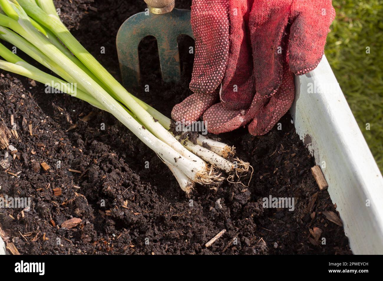 Spring onion garden container hi-res stock photography and images - Alamy