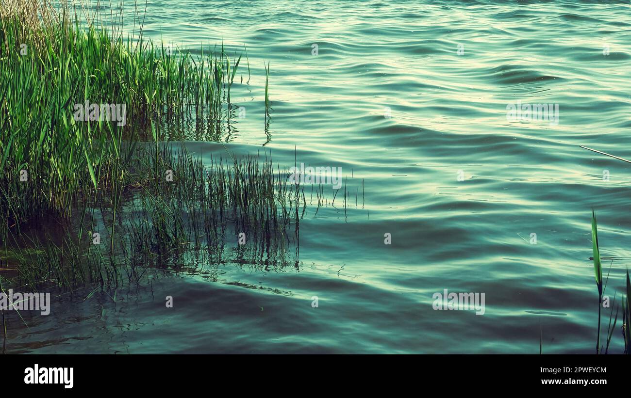 Water surface with ripples and sunlight reflections. Beautiful ...