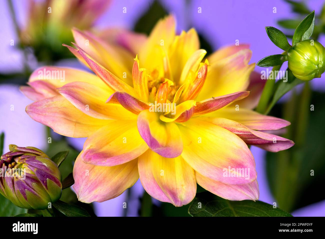 Single flower from a pink and yellow Hypnotica Rose Bicolor Dahlia ...