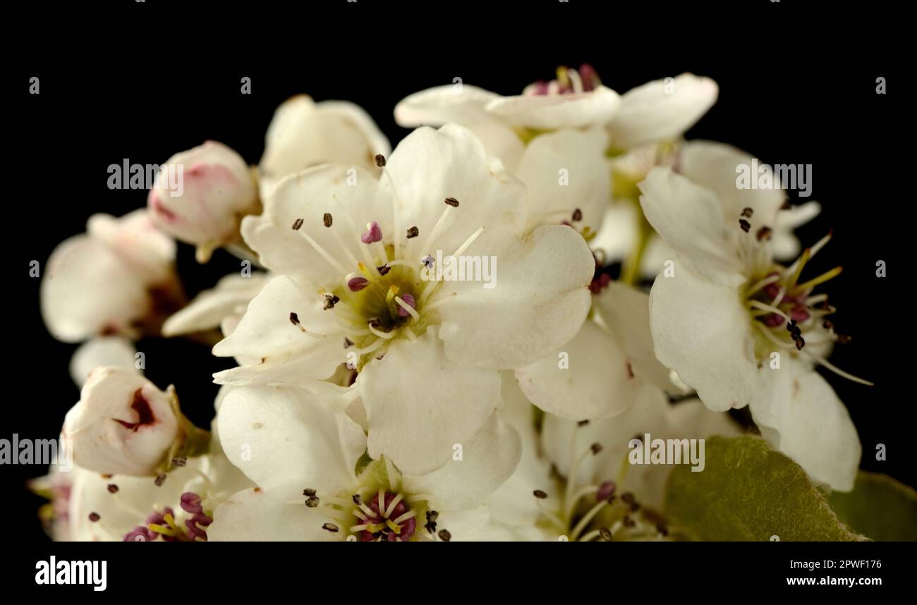 Closeup image of Blooms from a Bradford Pear Tree (Pyrus calleryana ...