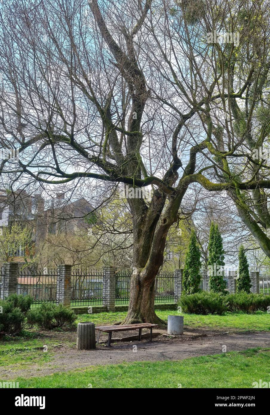 park with japanese sakura trees in spring. beautiful urban scenery in ...