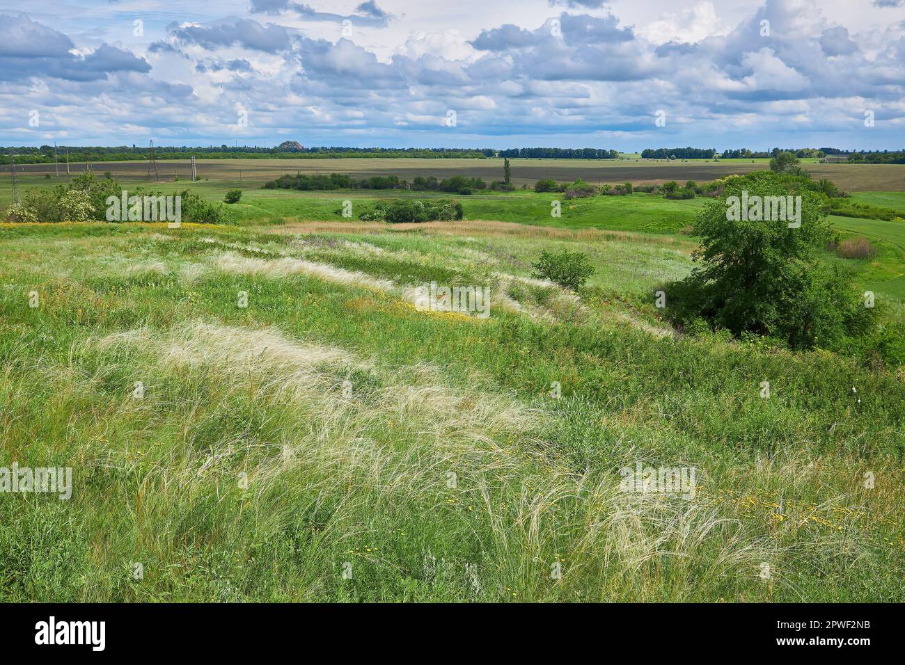 Spring landscape, field of feather grass under the blue sky Stock Photo ...
