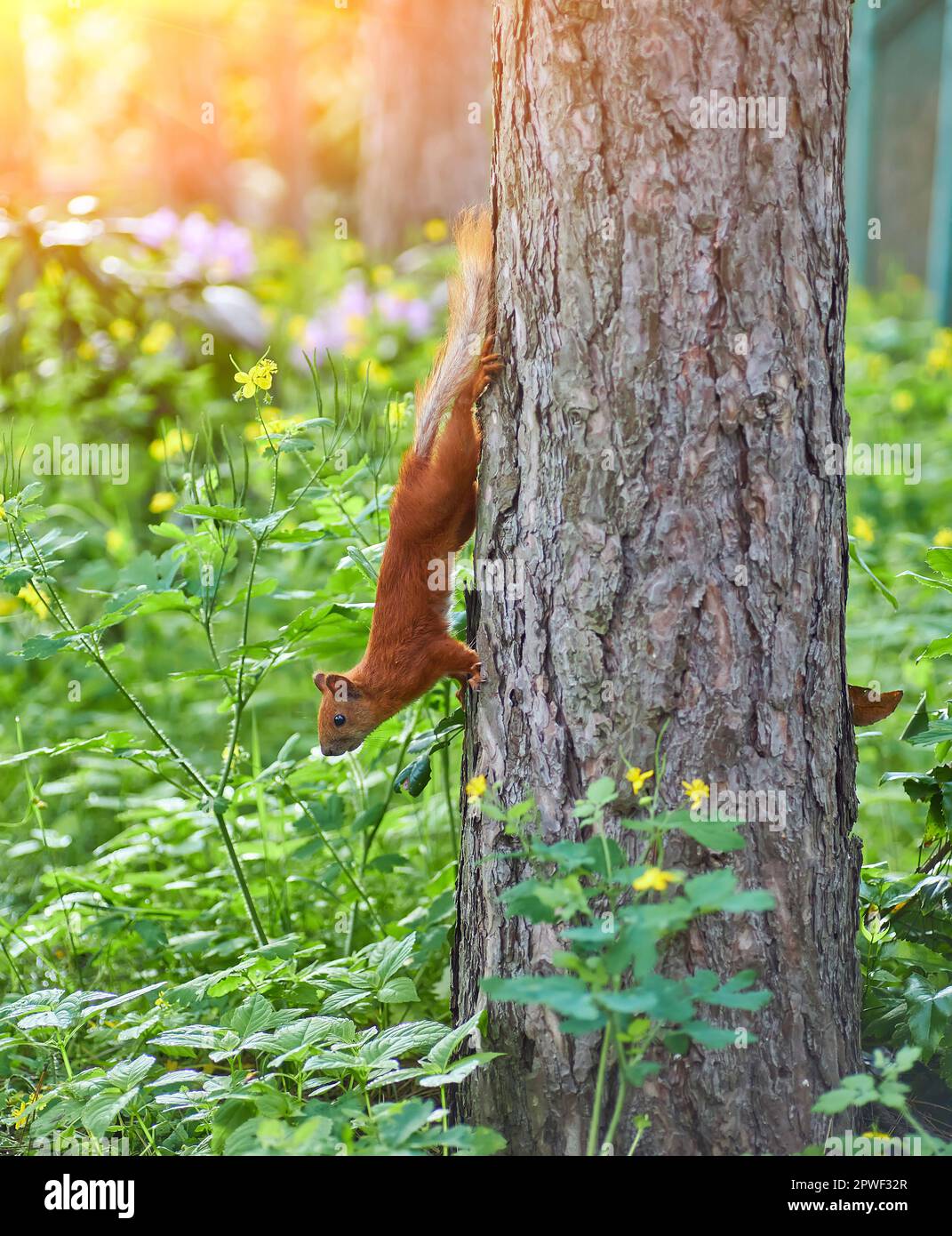 The red squirrel is a species of tree squirrel in the genus Sciurus ...
