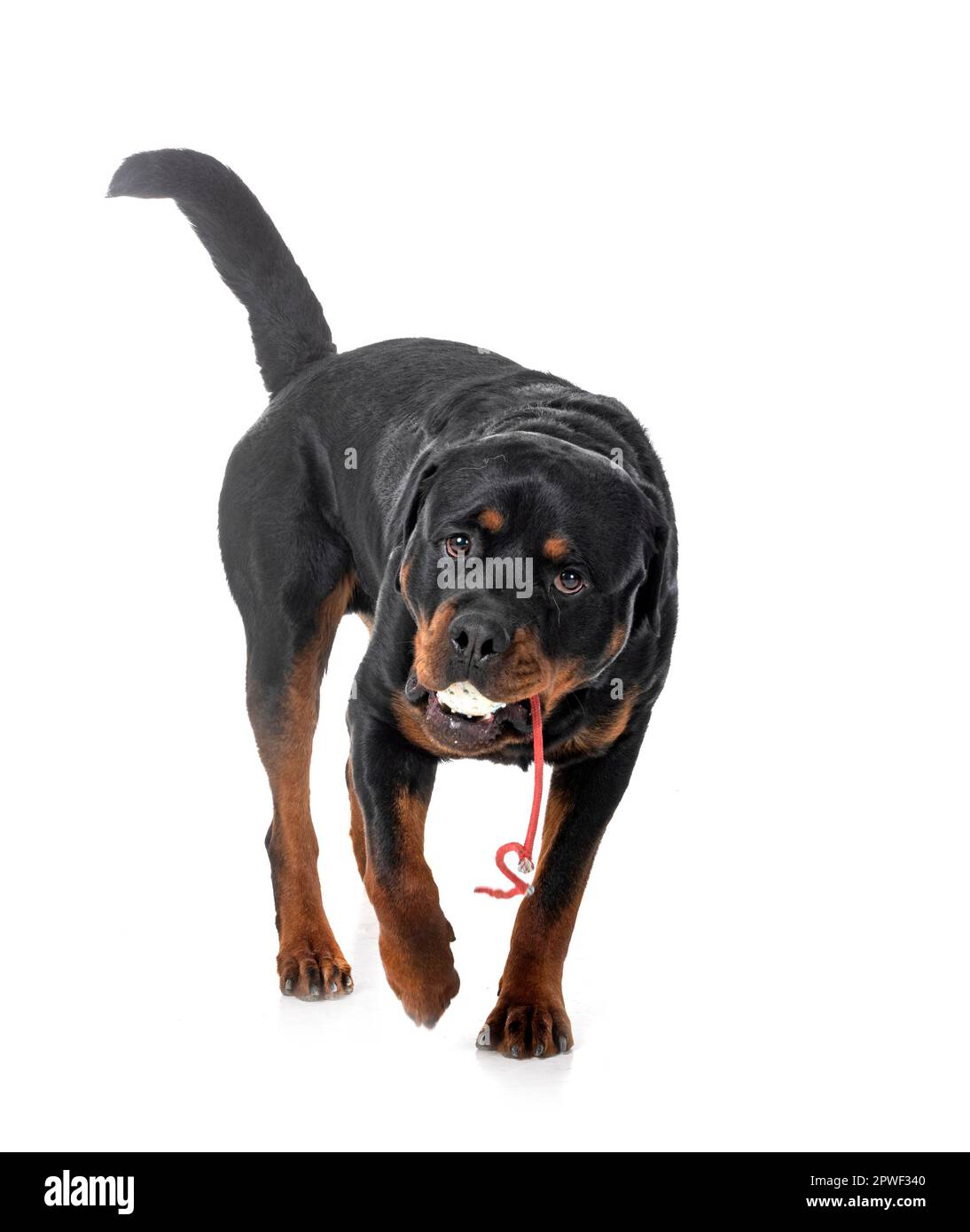 rottweiler playing in front of white background Stock Photo - Alamy