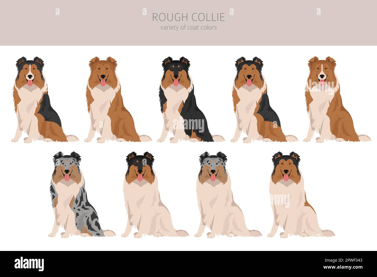 Rough collie clipart. Different poses, coat colors set. Vector ...