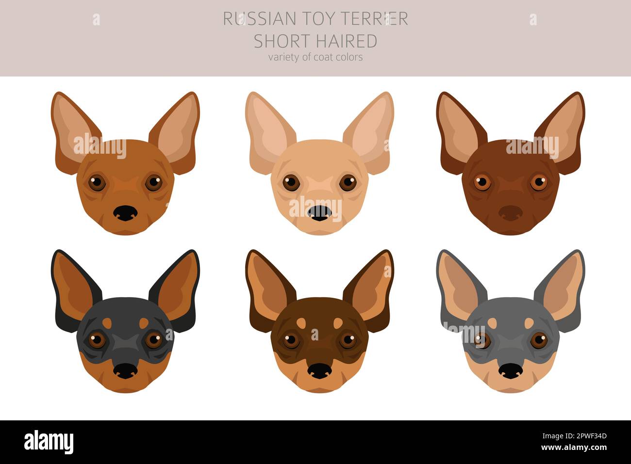 Russian toy terrier shorthaired clipart. Different poses, coat colors ...