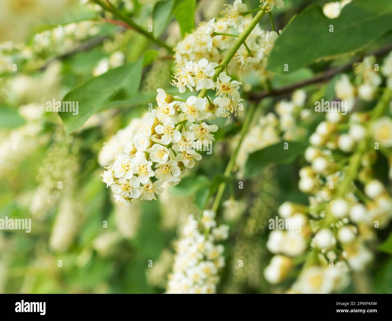 Bird cherry tree in blossom. Close-up of a flowering Prunus Avium ...
