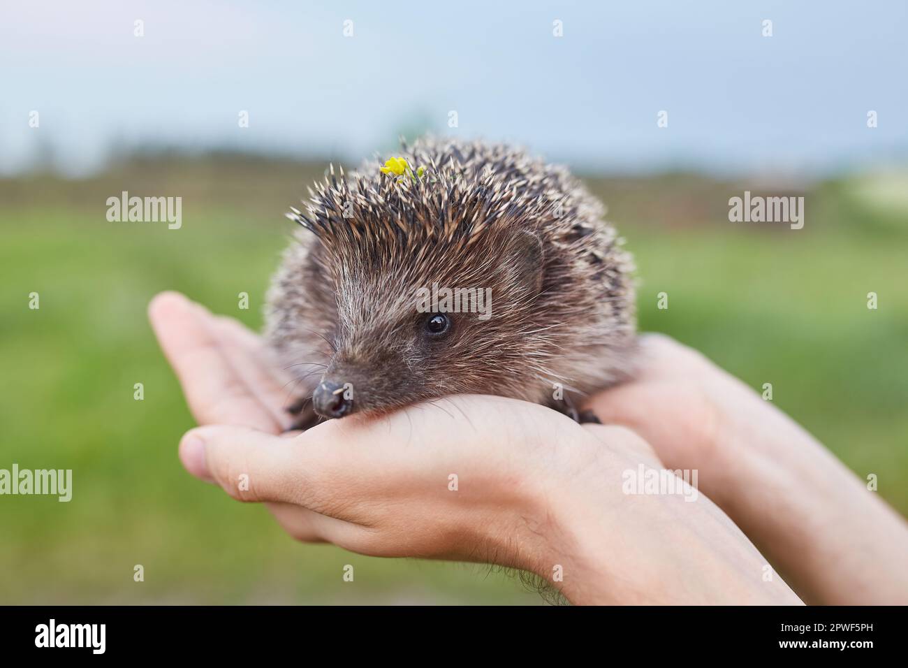 a hedgehog in the hands a little hedgehog on a green background, a ...