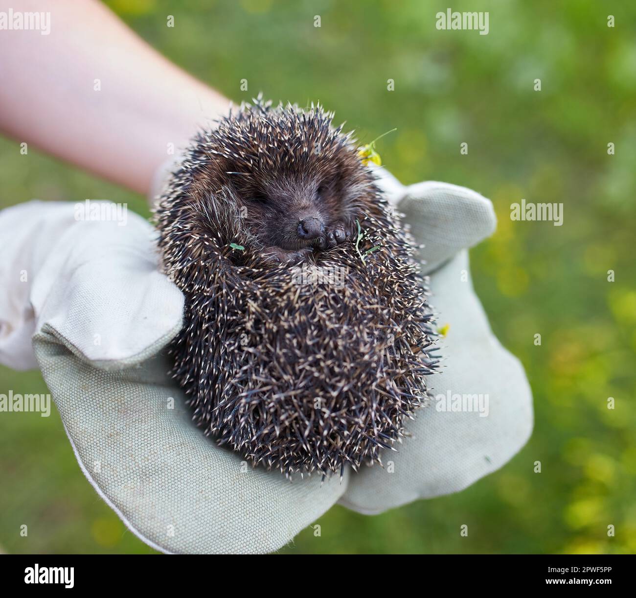 A hunched hedgehog kept in the hands in protective gloves Stock Photo ...