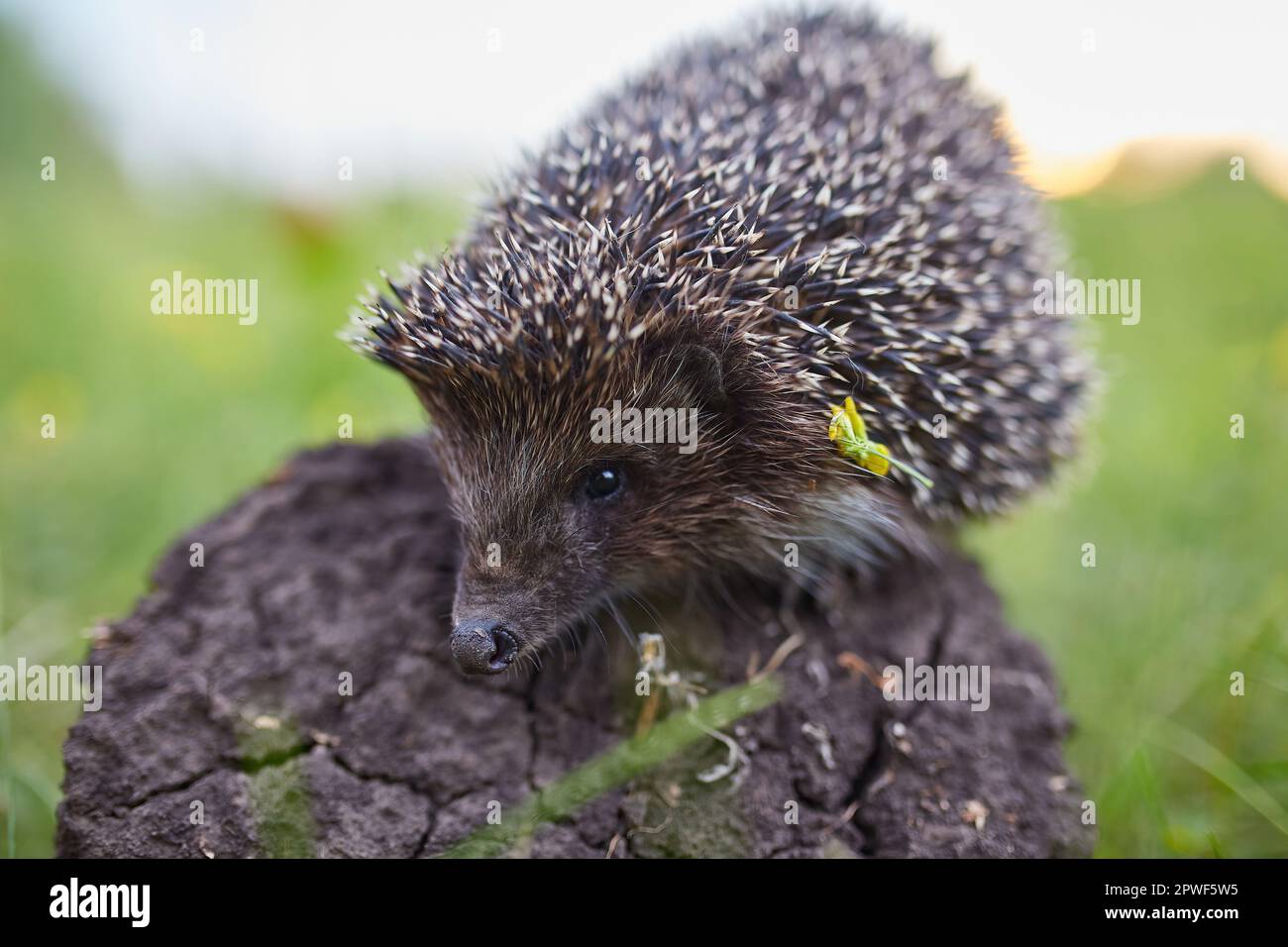 Hedgehog Scientific name: Erinaceus Europaeus close up of a wild ...