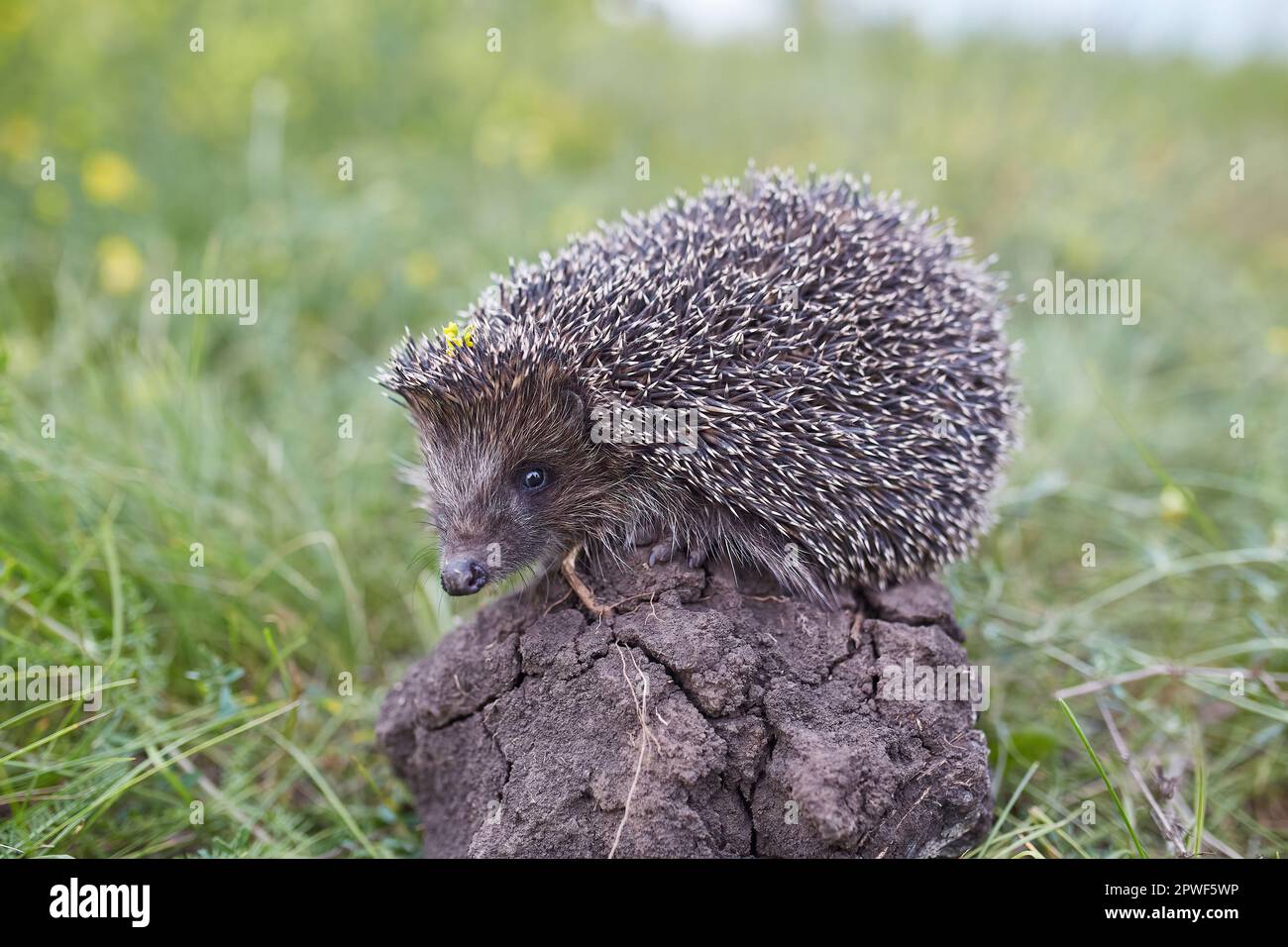 Hedgehog Scientific name: Erinaceus Europaeus close up of a wild ...