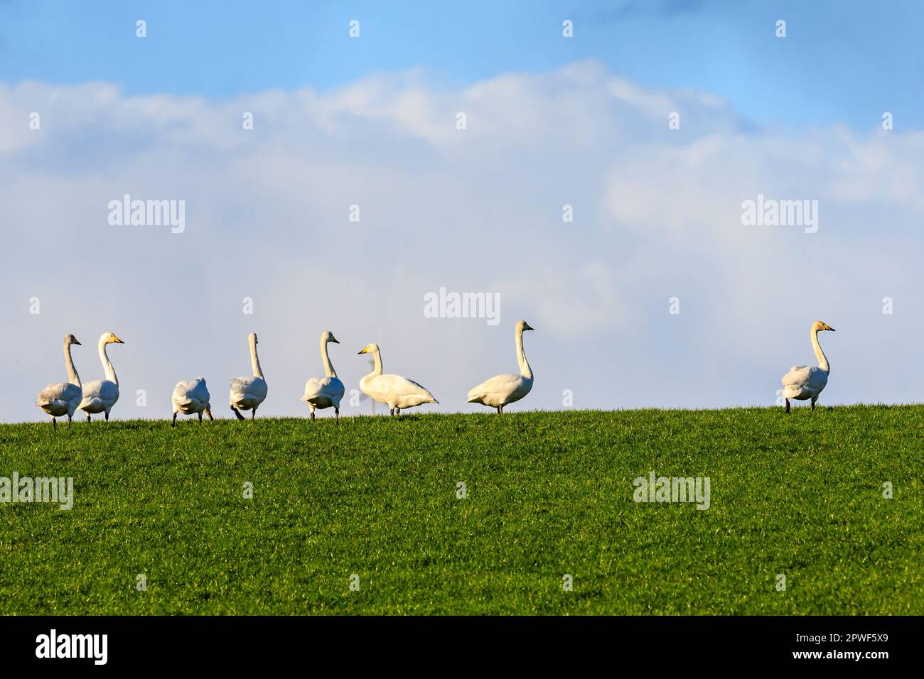Eight Whooper Swans standing on a grass hillside lit by sunlight with a ...