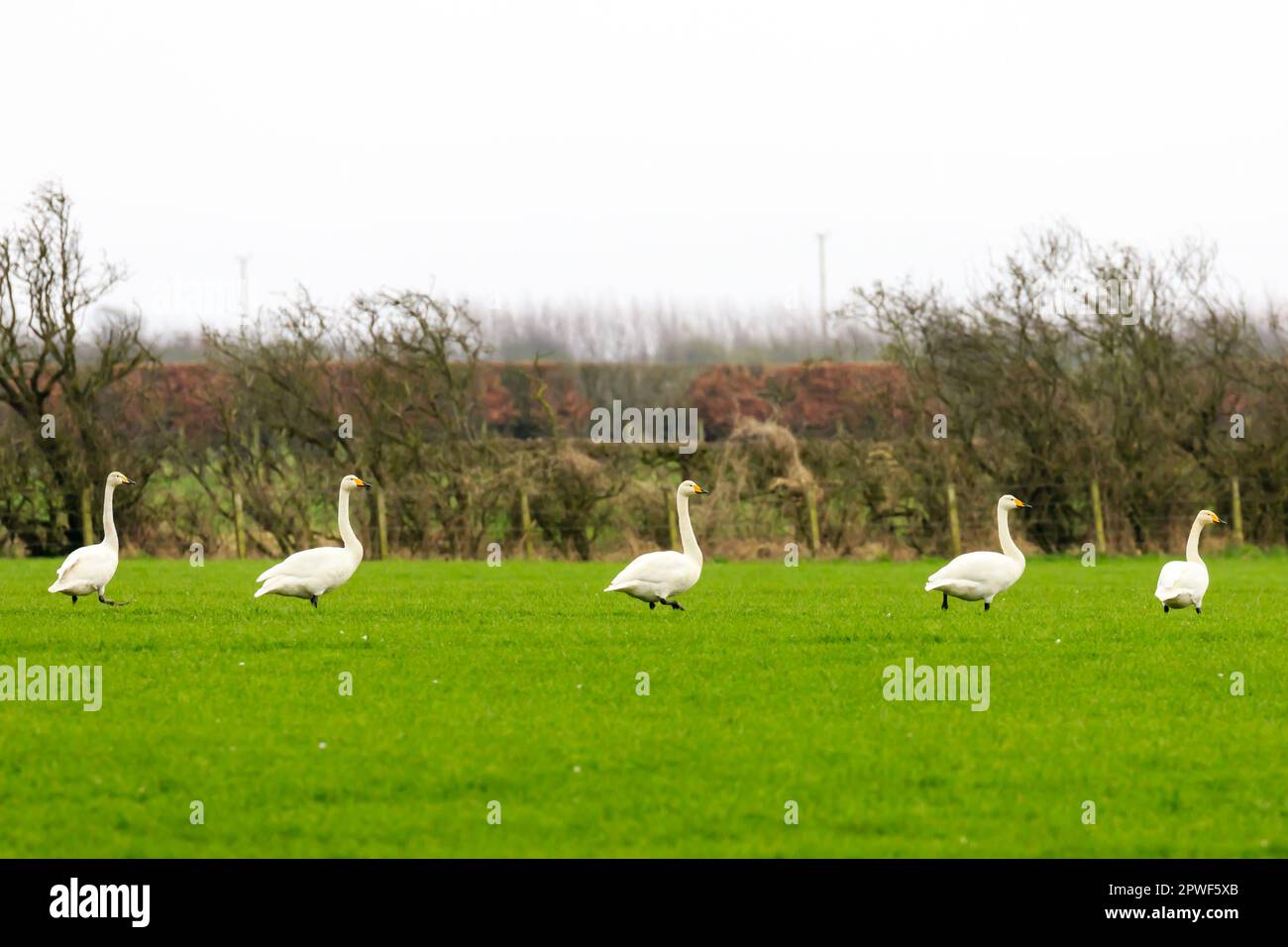 Five Whooper Swans standing in a Scottish meadow Stock Photo - Alamy