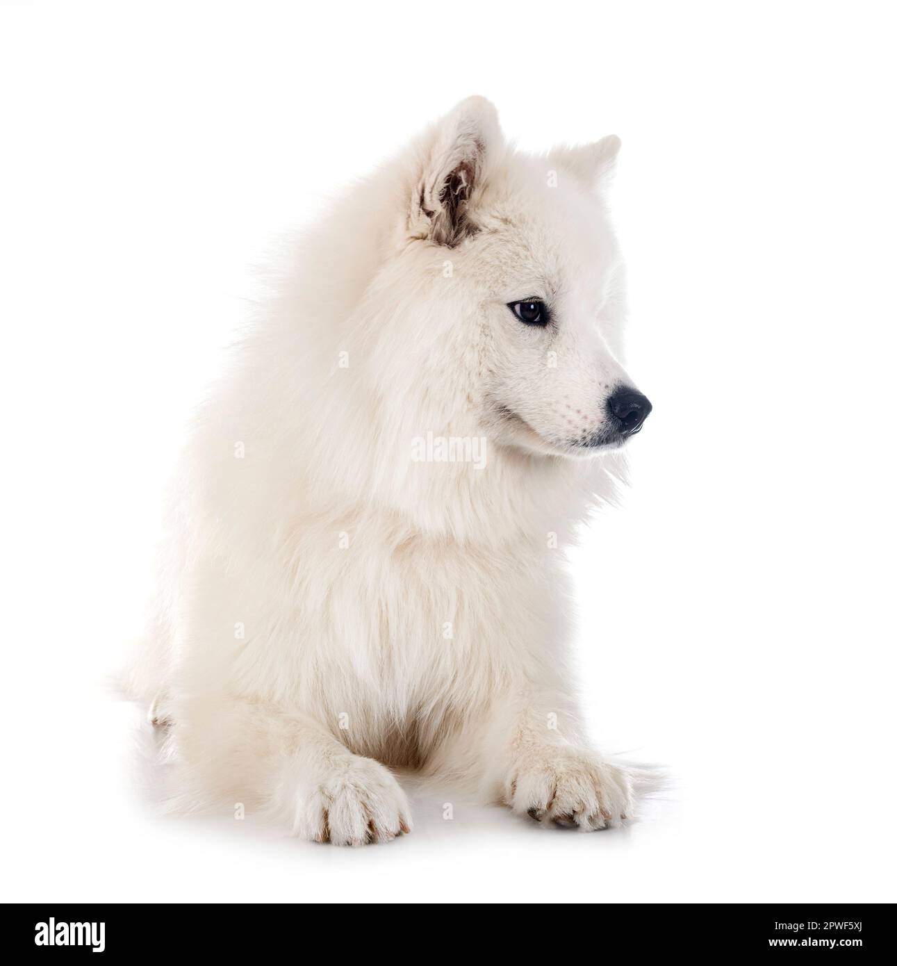 samoyed dog in front of white background Stock Photo - Alamy
