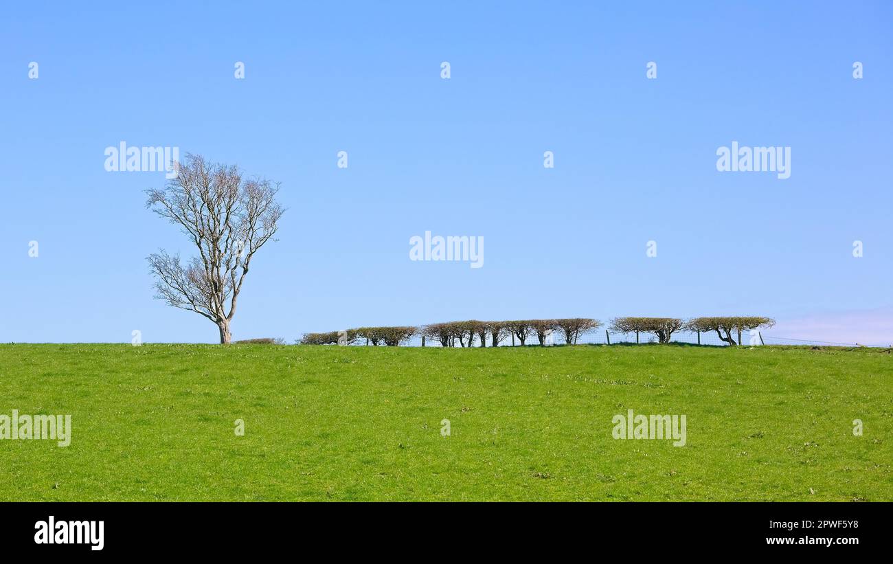 Springtime view of a Single tree and groomed thorn hedge on the horizon ...