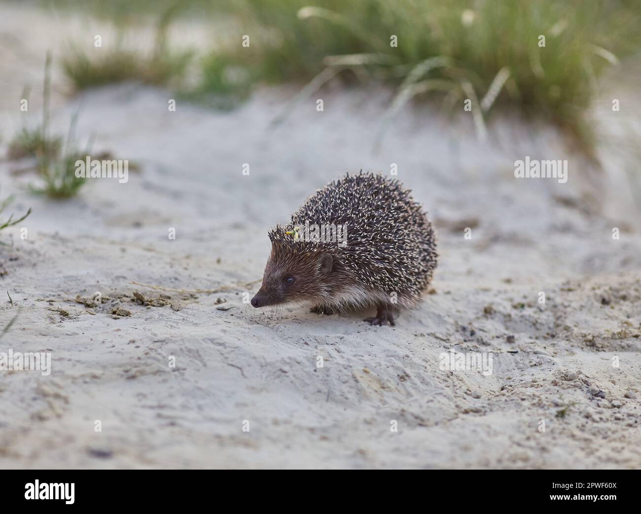 Hedgehog Scientific name: Erinaceus Europaeus close up of a wild ...