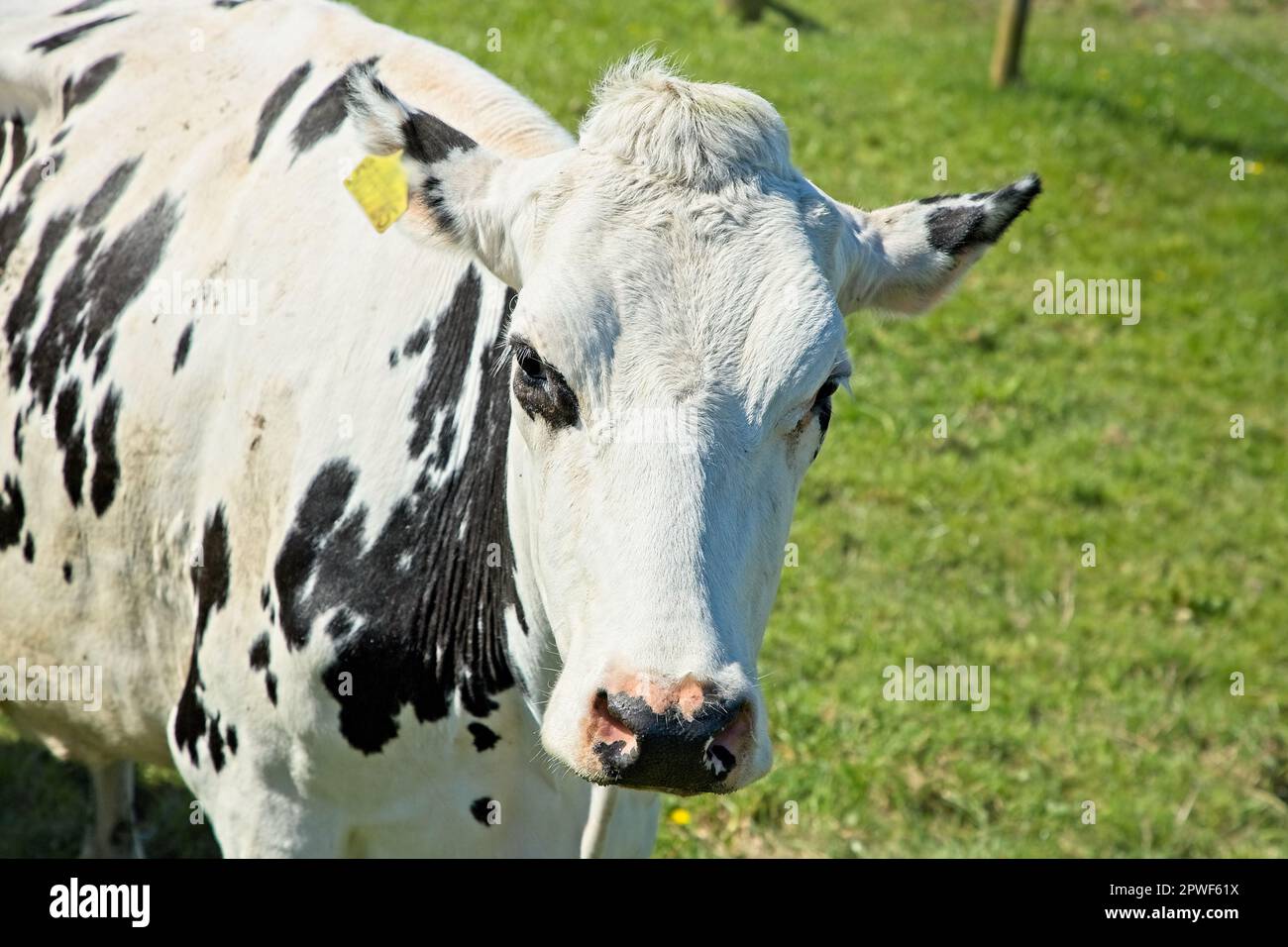 Portrait view on the white head of a Friesian cow Stock Photo - Alamy