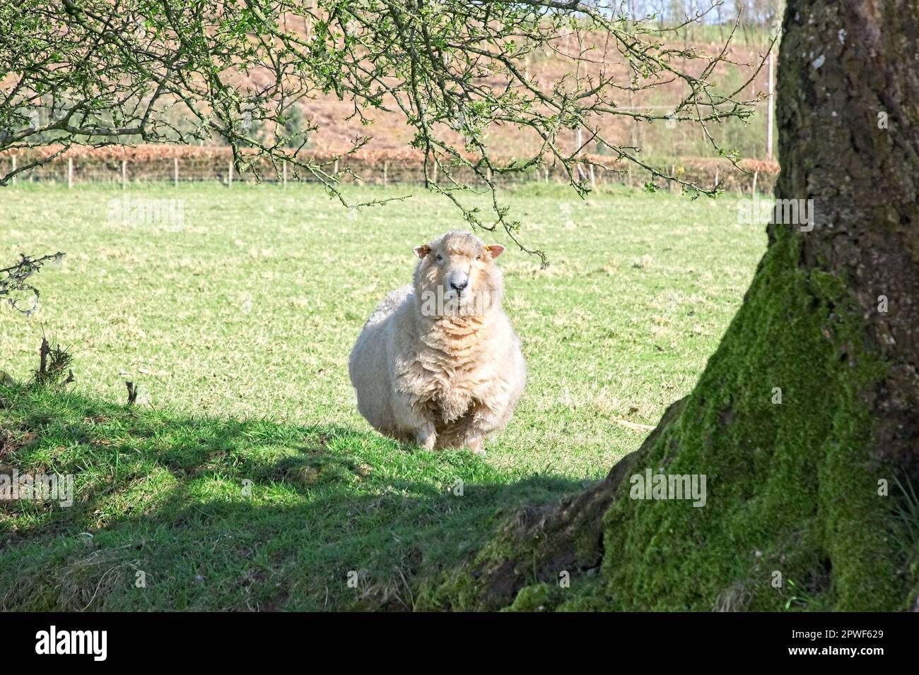 Romney sheep hi-res stock photography and images - Alamy