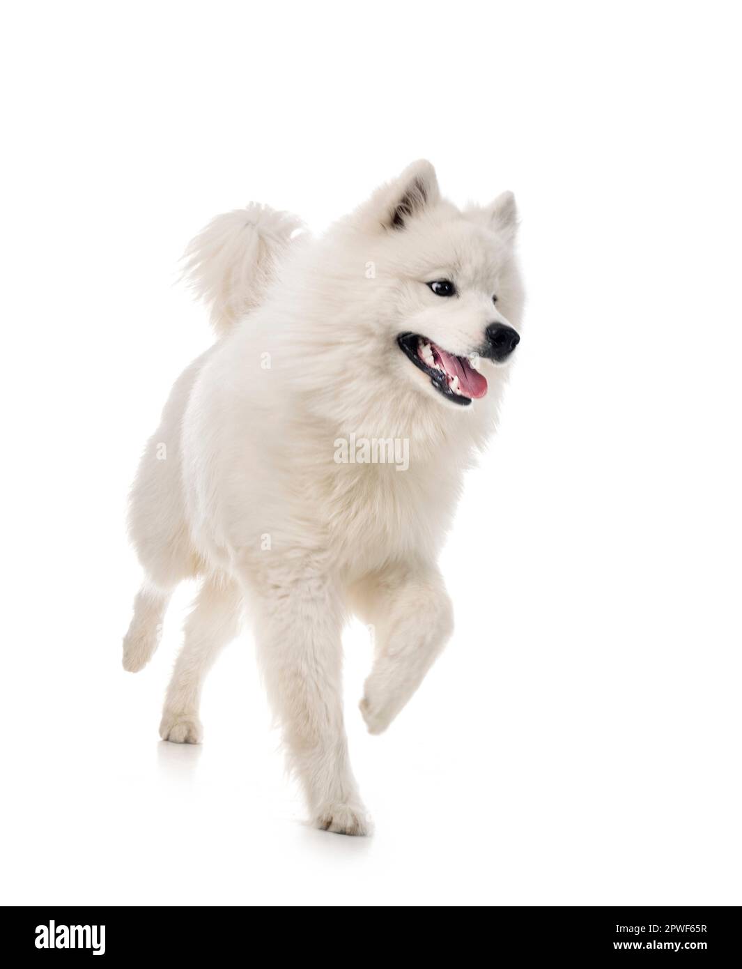 samoyed dog in front of white background Stock Photo - Alamy