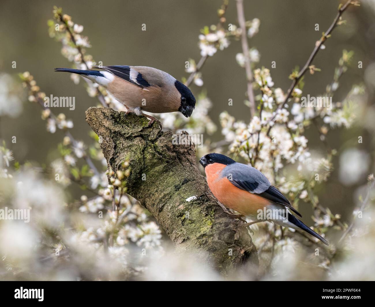 Aggressive towards other birds hi-res stock photography and images - Alamy