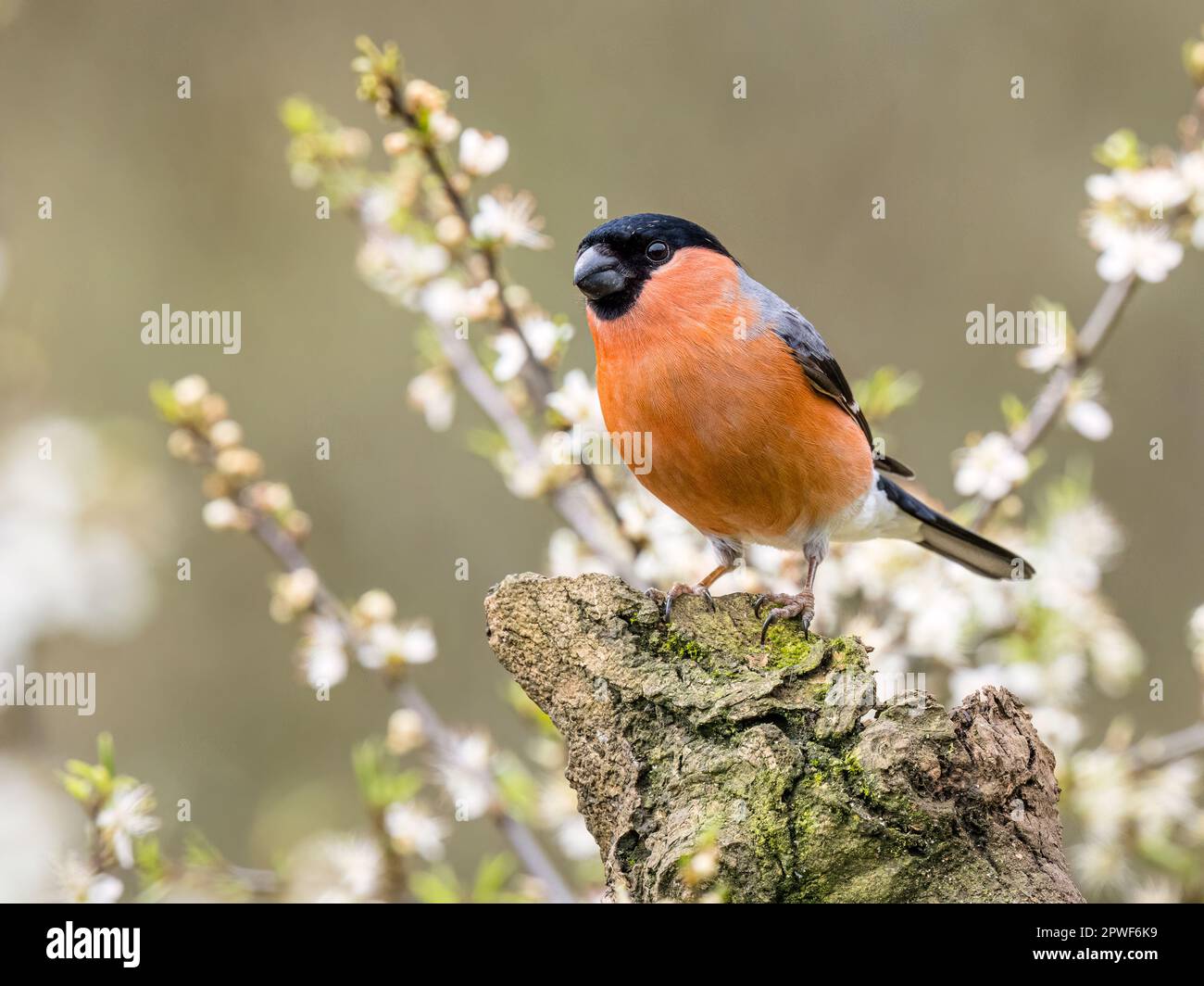 Uk spring foraging people hi-res stock photography and images - Alamy