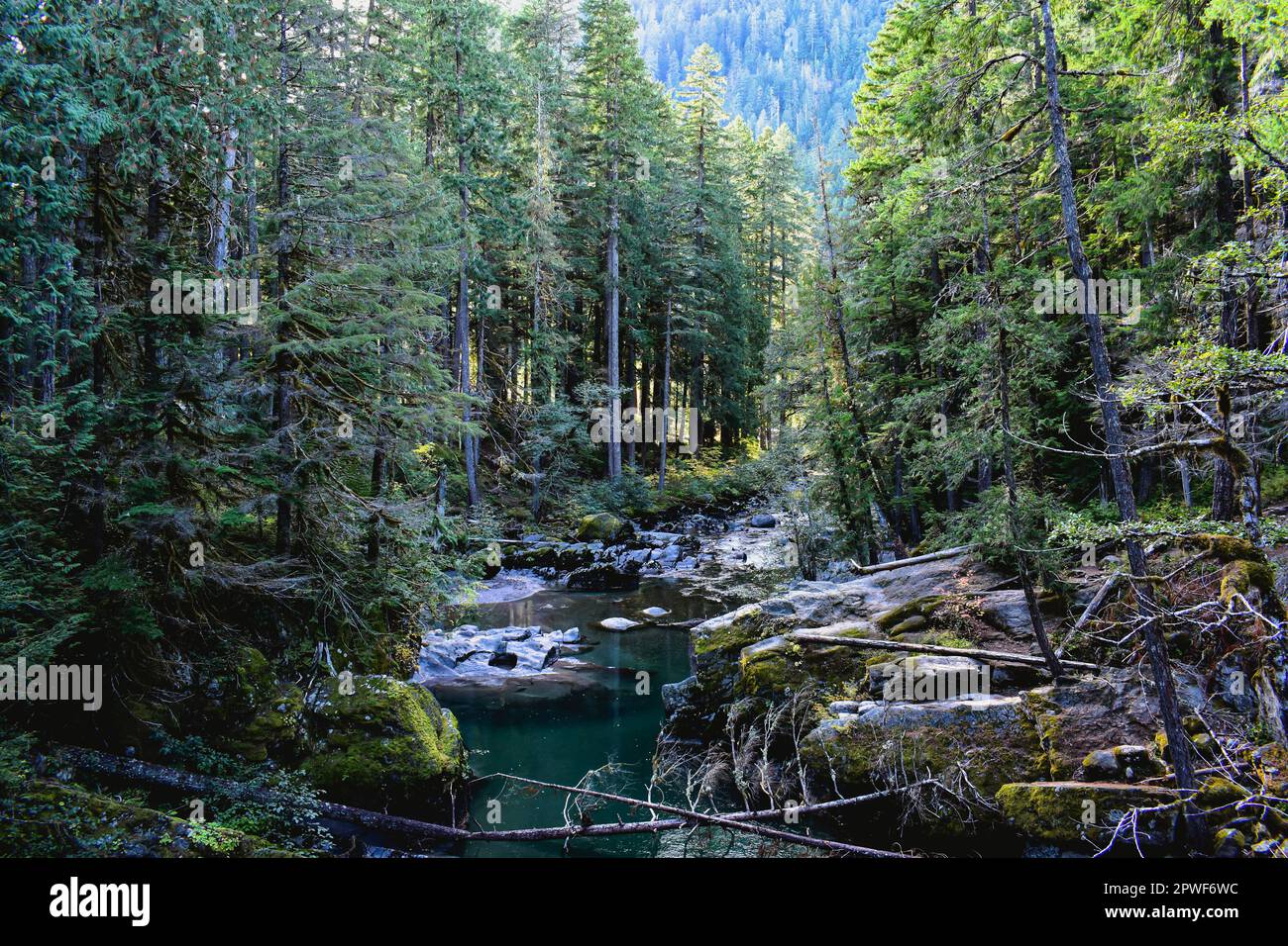 Ohanapecosh River running through the forest. Mount Rainier National ...