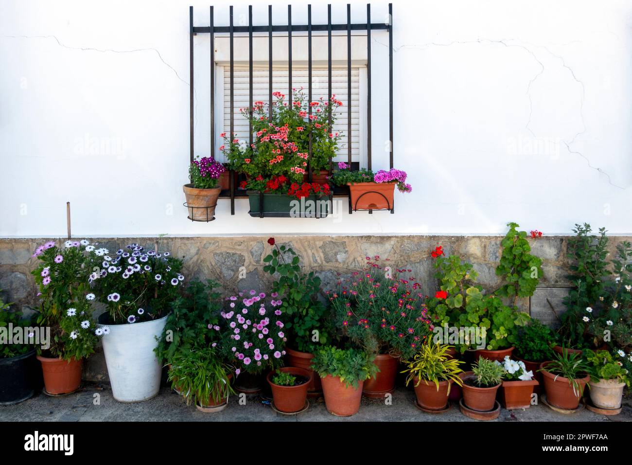 Many flower pots under a window Stock Photo - Alamy