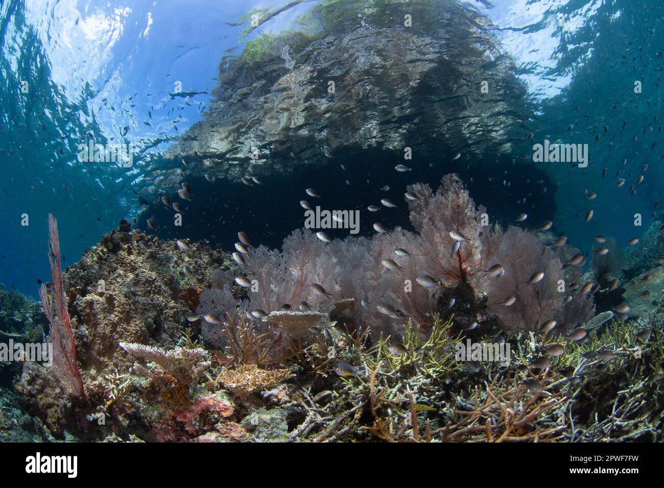 Sea fans, corals, and fish thrive on a shallow reef in Raja Ampat ...