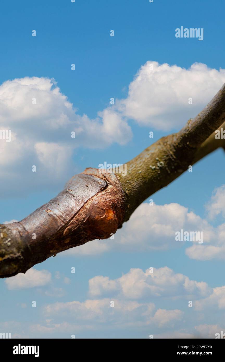 Apple tree bud grafting hi-res stock photography and images - Alamy