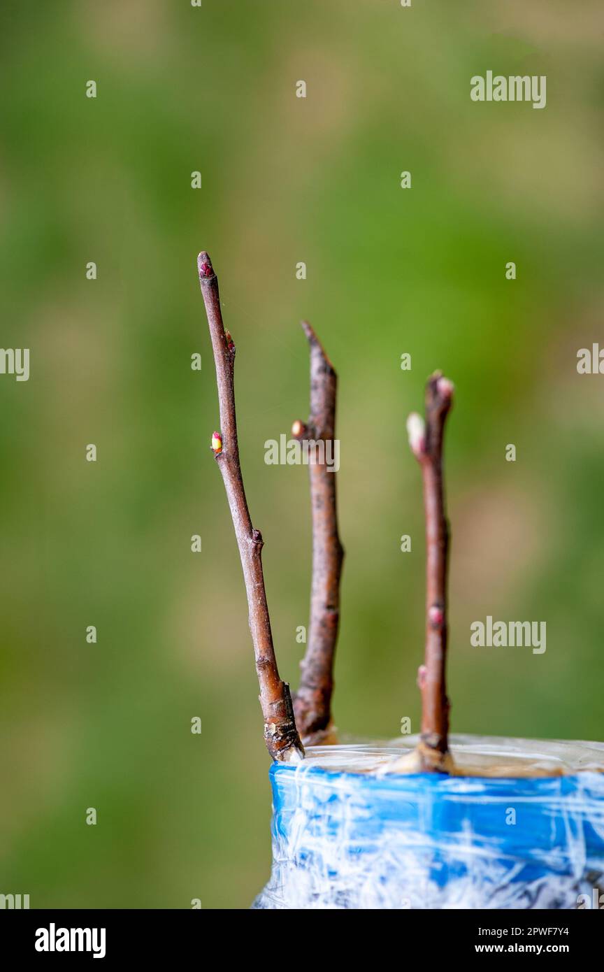 Spring grafting of trees. The farmer looks after the orchard Stock ...