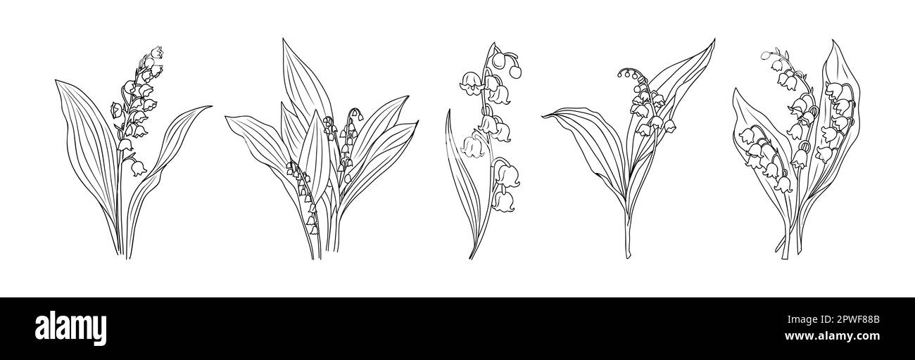 Lily of The Valley May birth month flower drawing Stock Vector Image & Art - Alamy