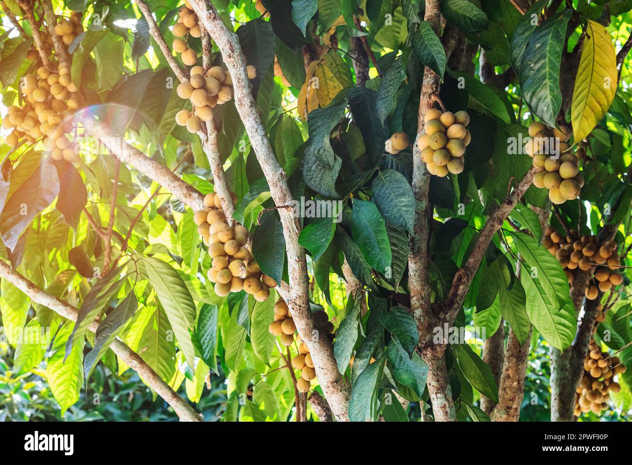 Longkong or Lansium parasiticum (duku fruit) on tree branch. Duku is ...