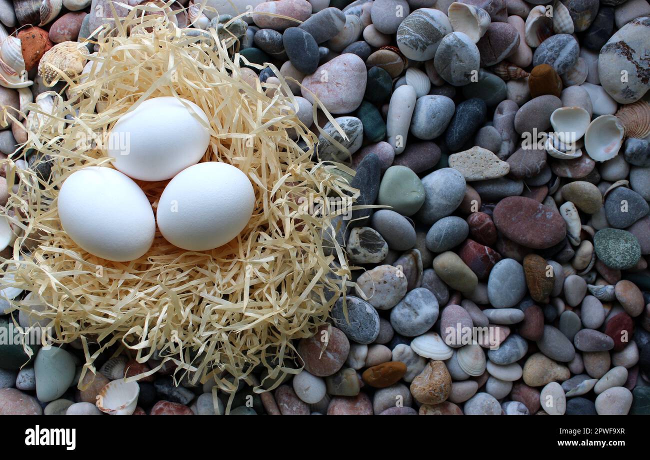 Three White Eggs In A Nest On A Stones At Sea Shore Outdoor Photo Stock ...