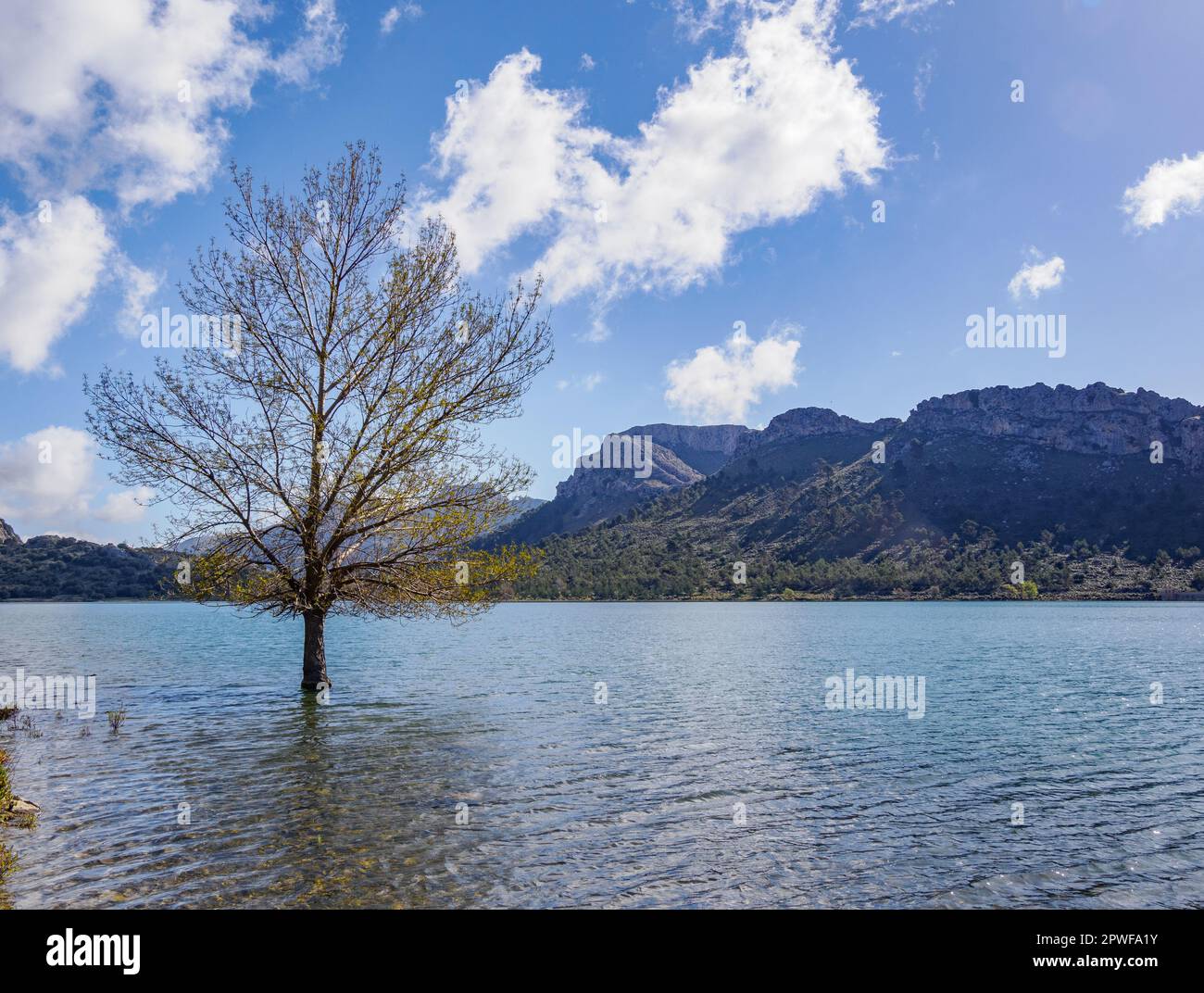 High water level with submerged tree at the Embassament de Cuber ...