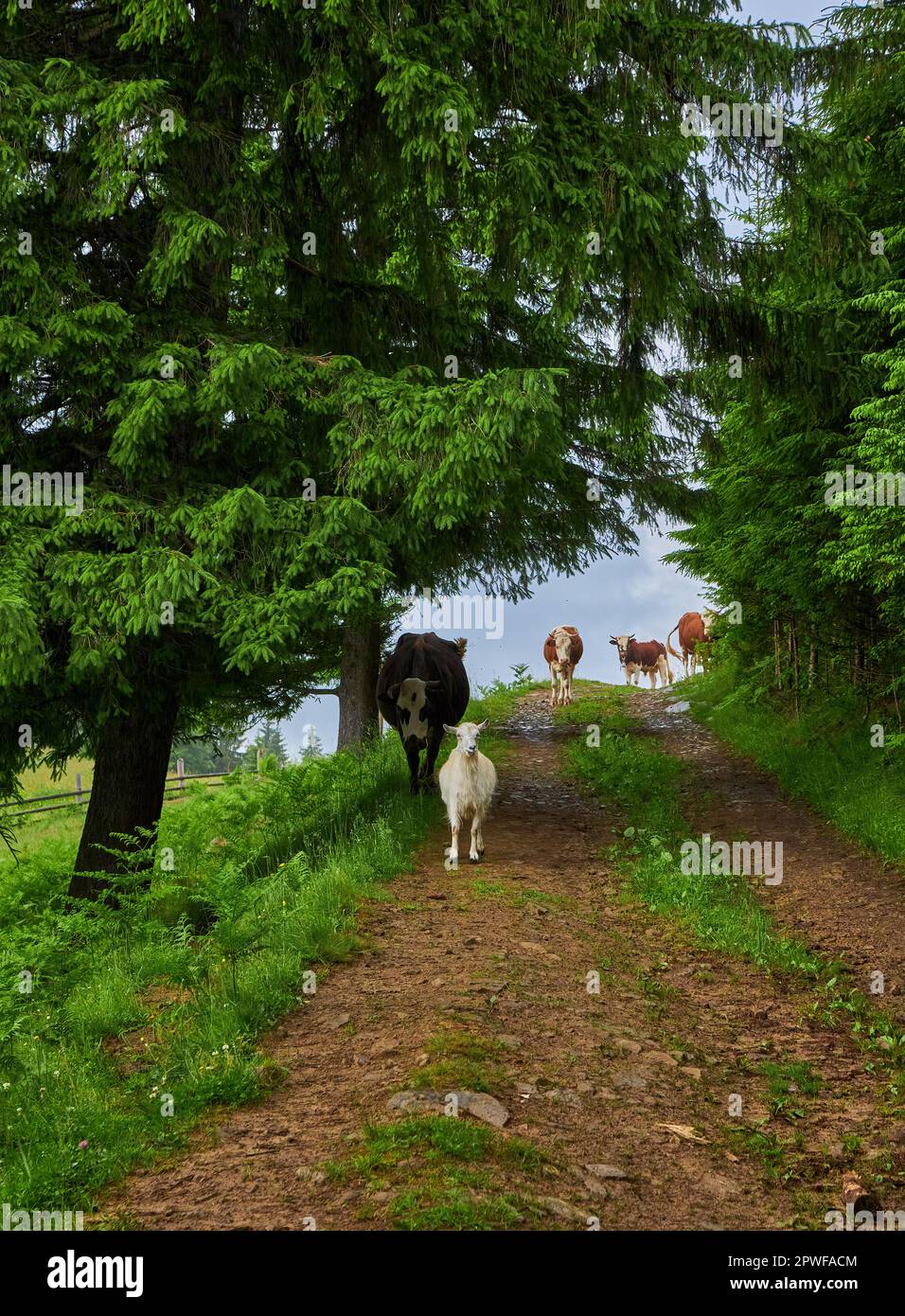 Goat and cows On Mountain Path in Fog Stock Photo - Alamy