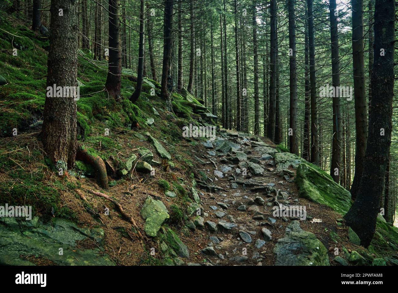 Hiking in the mountains. Beautiful stone pathway on a hiking track ...