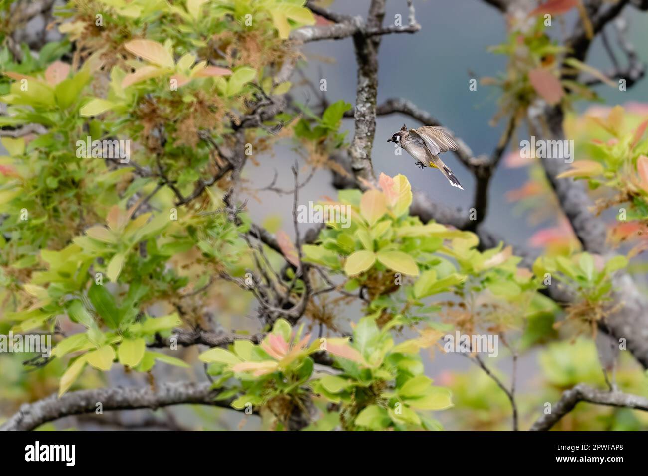 Bulbul species of india hi-res stock photography and images - Alamy