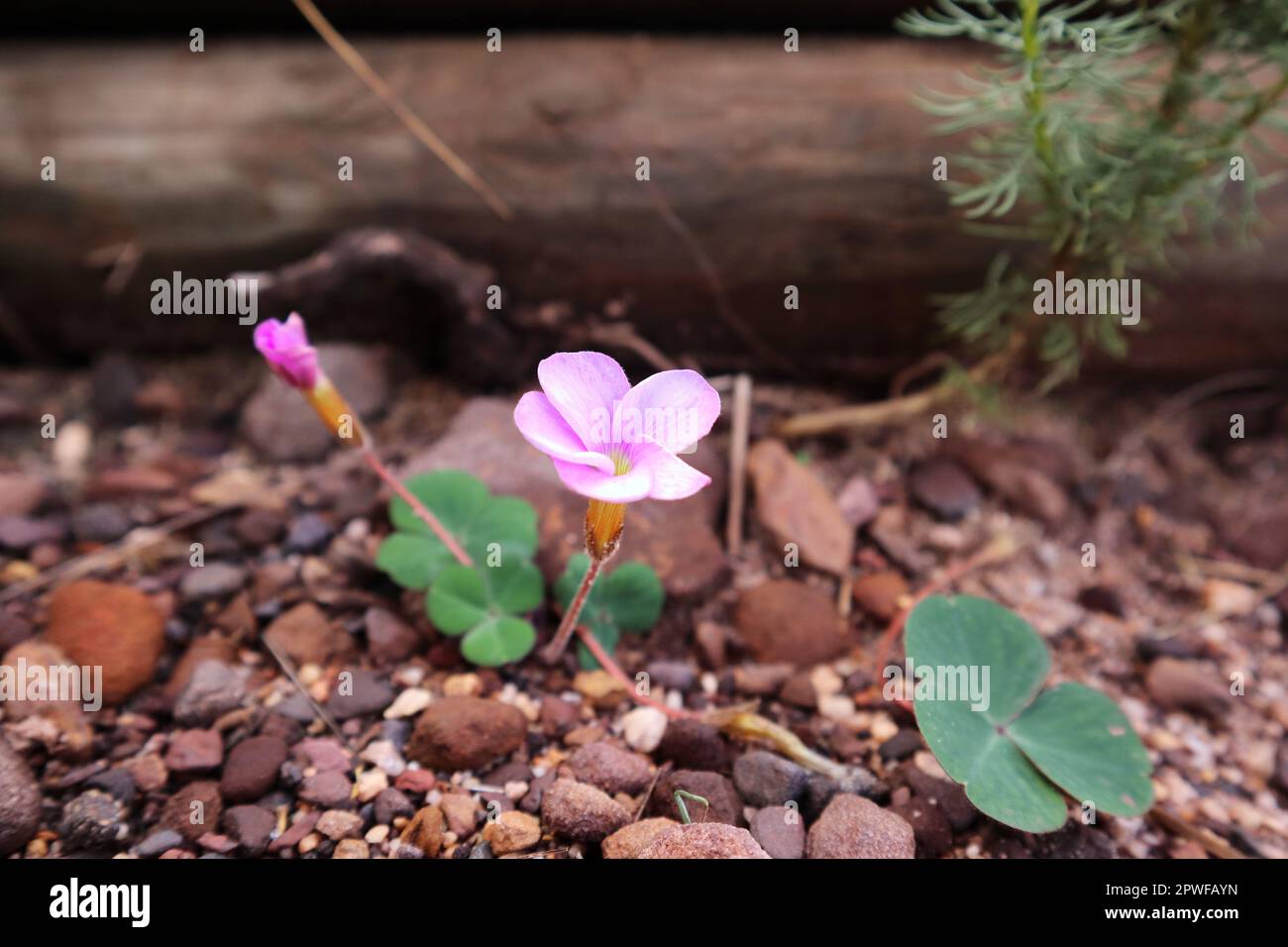 A young budding flower growing on the walking trail near Mont Rochelle ...