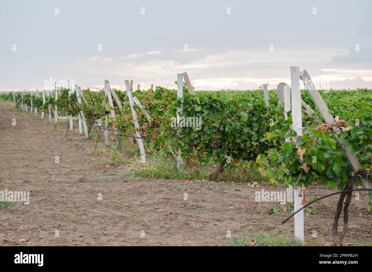 Vineyard after harvest. Grapes planted in rows Stock Photo - Alamy
