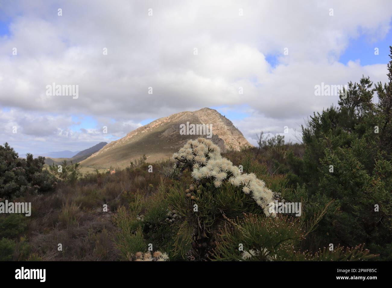 Paarl mountain reserve hi-res stock photography and images - Alamy