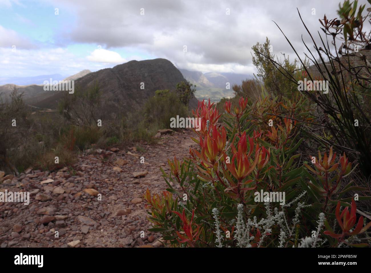 Beautiful wild red flowers in the Mont Rochelle nature reserve Stock ...